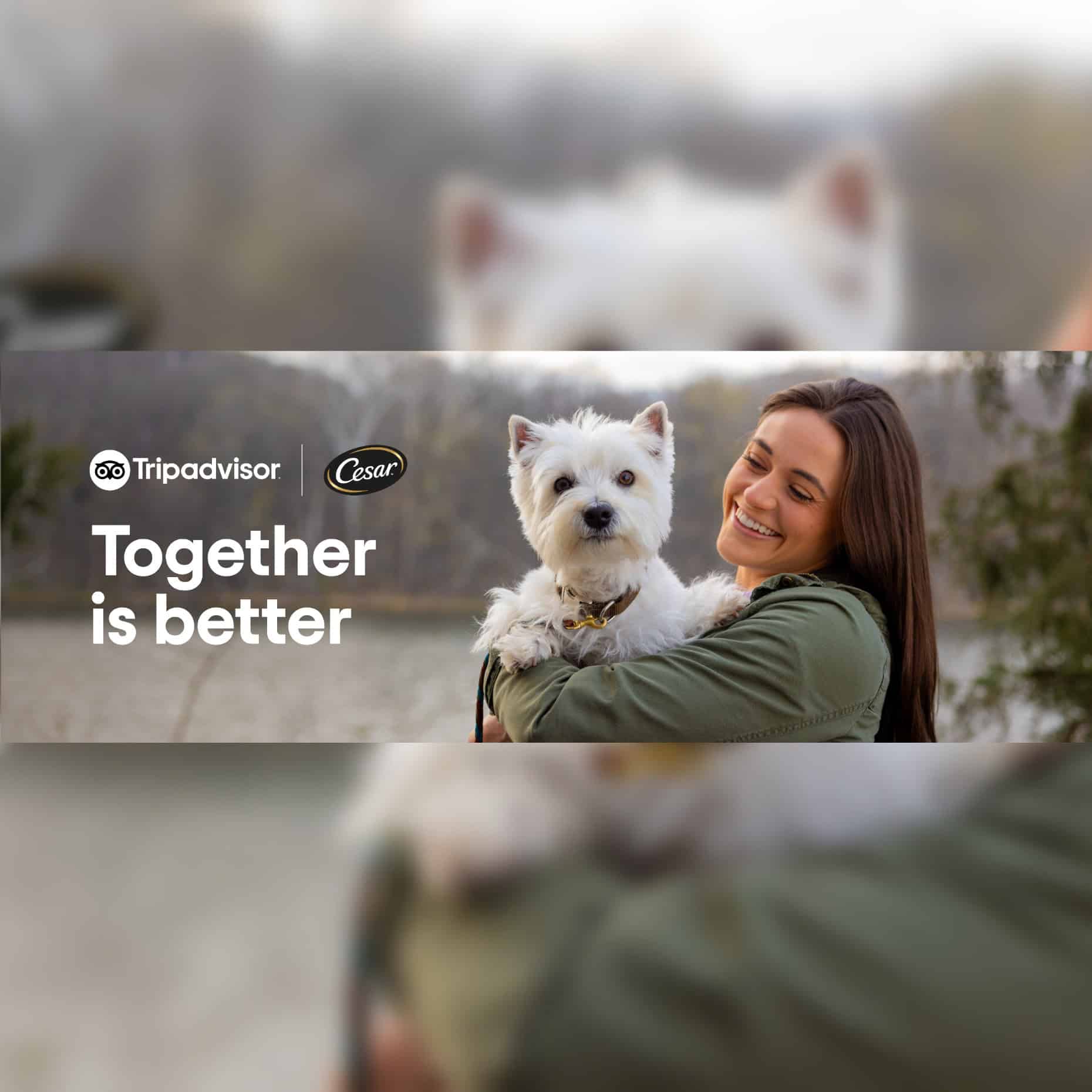 Cesar X TripAdvisor: Dog Friendly Travel | Festival Of Media